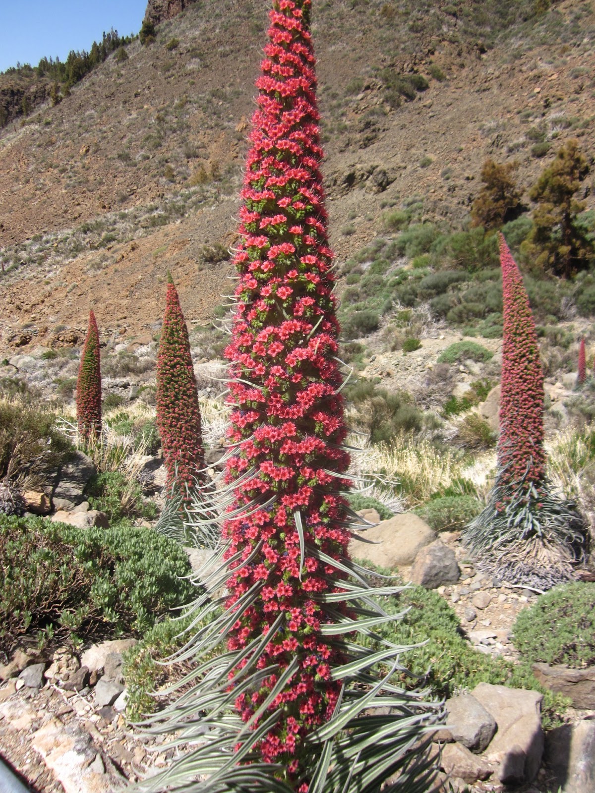 Mirando nuestro cielo: Tajinastes en flor