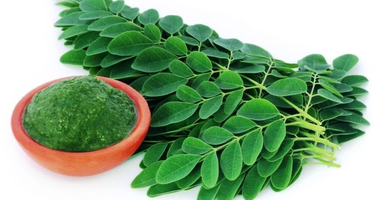 nature'sGift: MALUNGGAY LEAVES