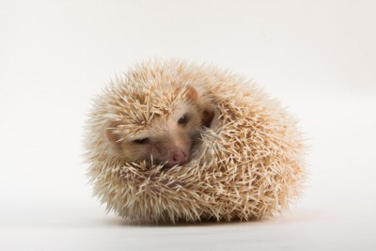 ERIZOS AFRICANOS: NUESTROS COLORES DE ERIZOS