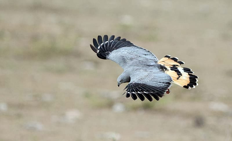 Birdernaturalist: Crane Hawk, Geranospiza caerulescens