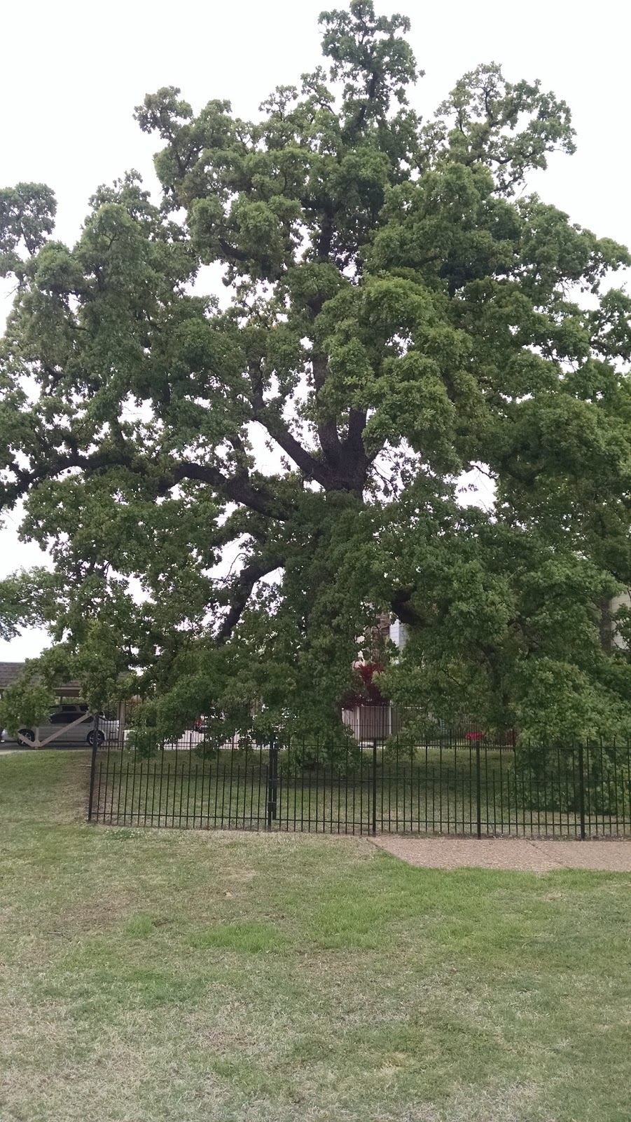 RAWIllumination.net: Tulsa's Council Oak