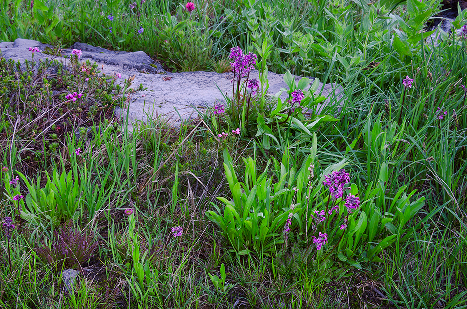 Linda Cochran's Garden