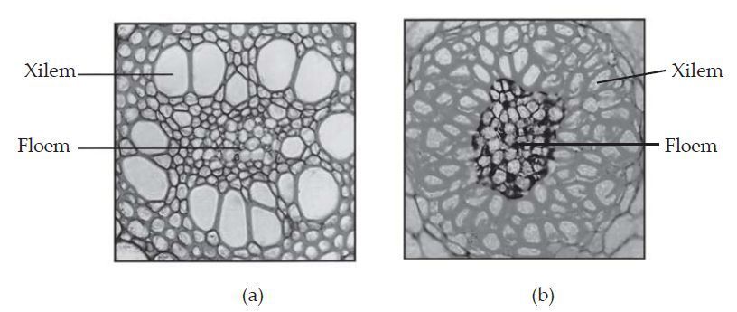 JARINGAN TUMBUHAN (BIOLOGI) | karyaremaja456