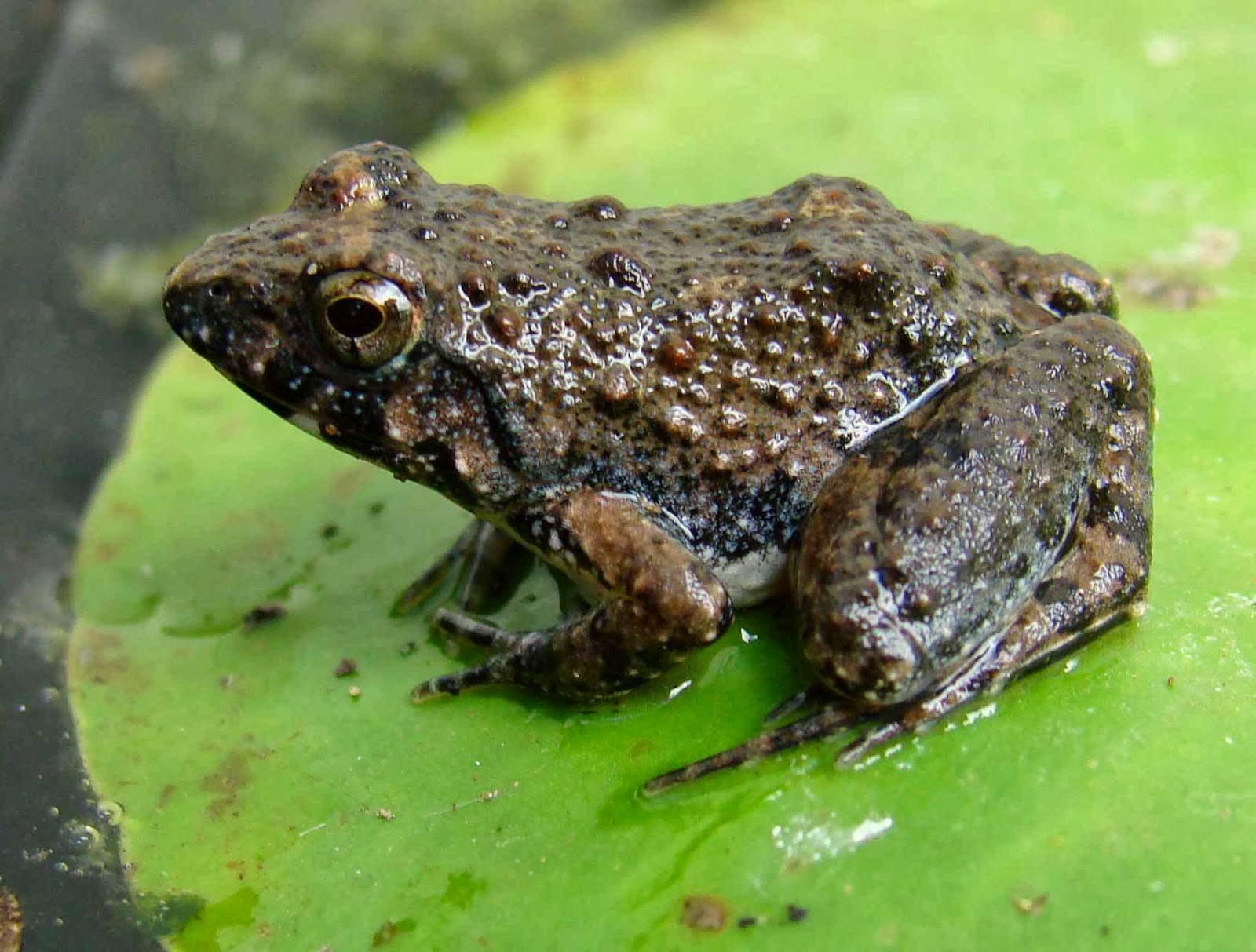 Environmental Rehabilitation and Indigenous Landscape Design ...