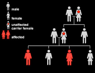 Mollys biology blog: Fragile X Syndrome Project