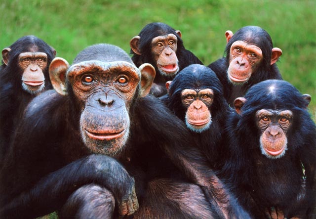 PRIMATES Y MAS: CARACTERISTICAS Y TENDENCIAS EVOLUTIVAS