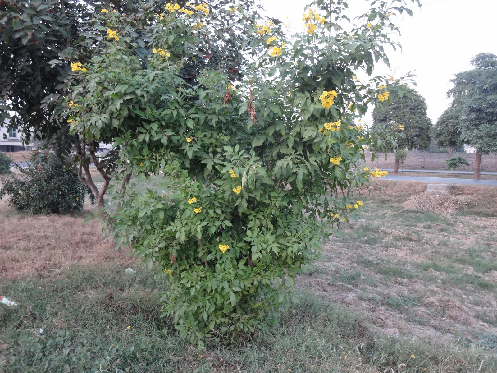Plants of Lahore - Pakistan: Tecoma stans- Yellow trumpet flowers shrub ...
