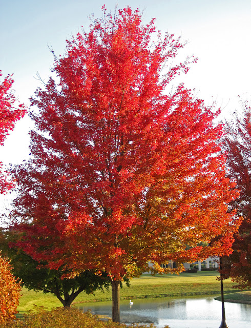 Silver Maple Tree Facts | Green Thumb Magazine