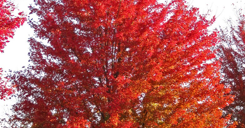 Silver Maple Tree Facts | Green Thumb Magazine