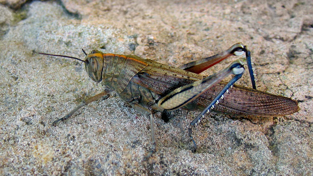 Wallpaper DB: locust