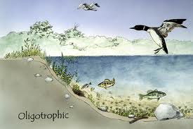 Freshwater Ecology: Monday 4-15 Oligotrophic, Eutrophic and Mesotrophic