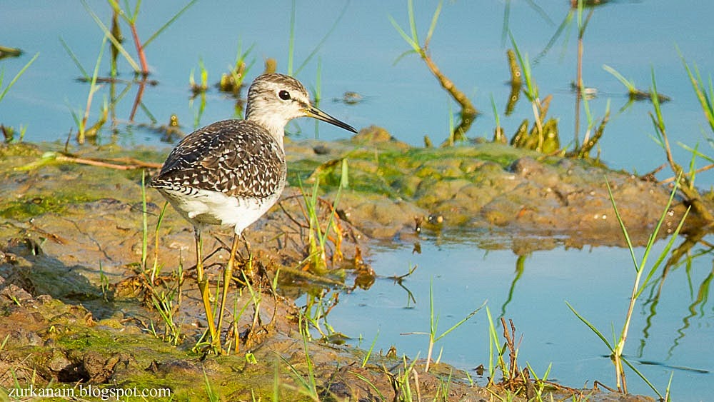 Zul Ya - Birds of Peninsular Malaysia: Wood Sandpiper