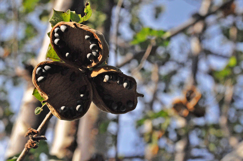 Snapping Africa: the very attractive seed pods of the African Star ...