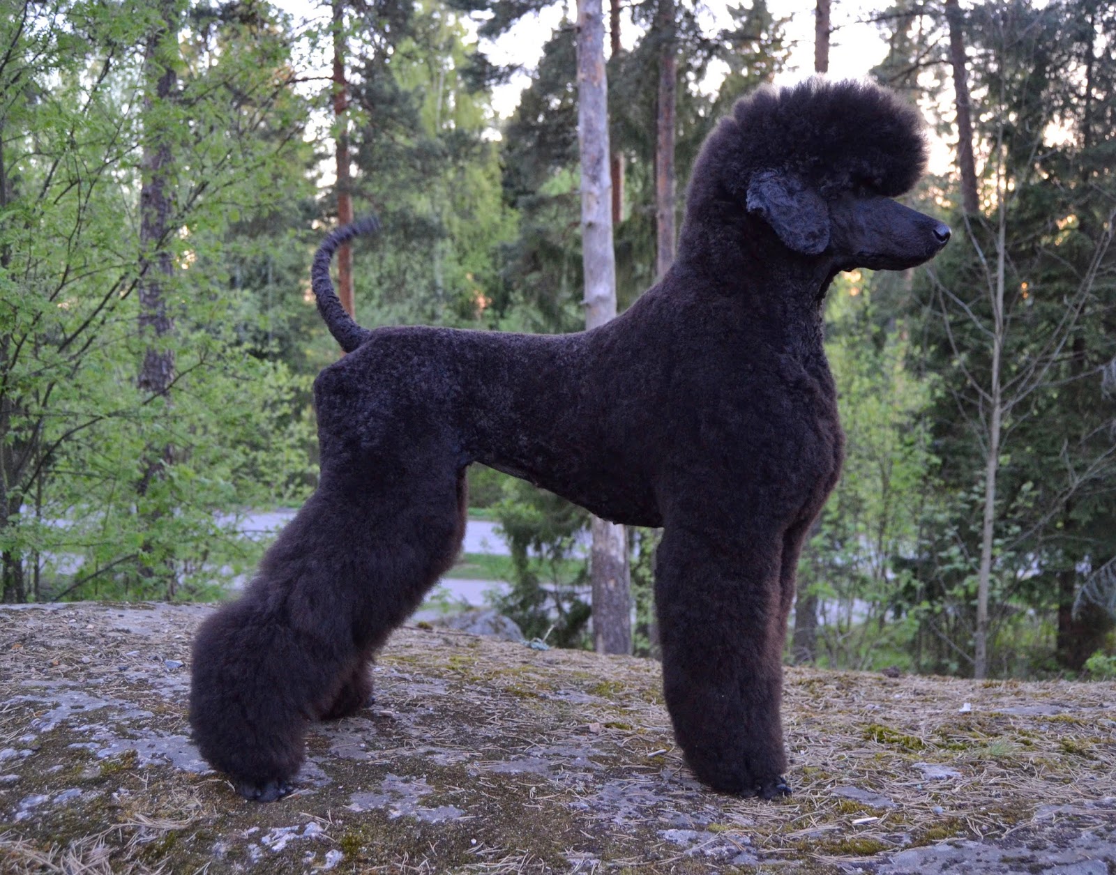 Muusapuudeli: Piitu, enkelikoira