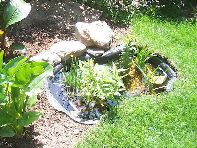 Our Plot at Green Lane Allotments: Puddle Pond