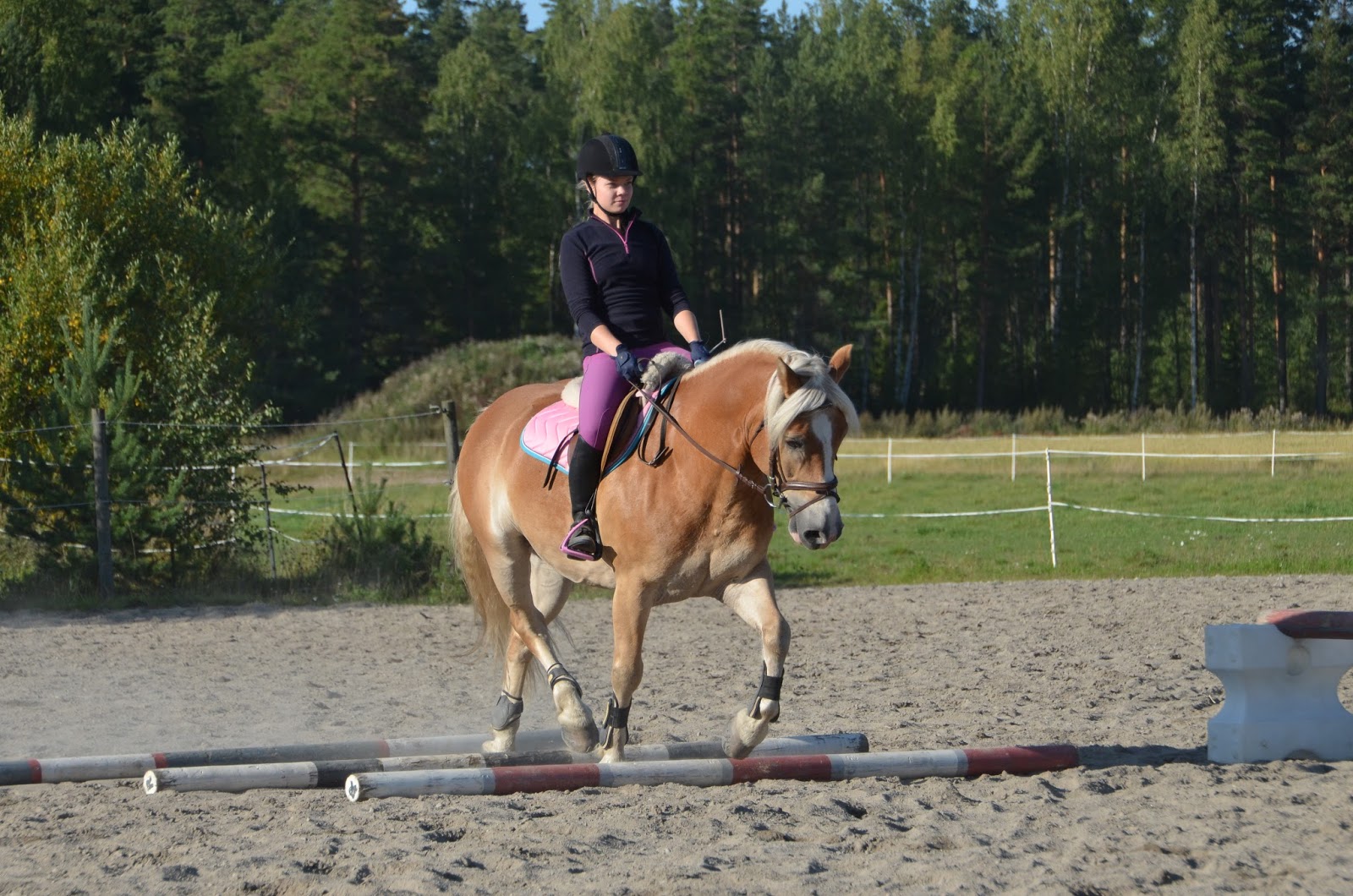 Dancing on four legs: Muuntautuva puomi/kavaletti/estetehtävä ...