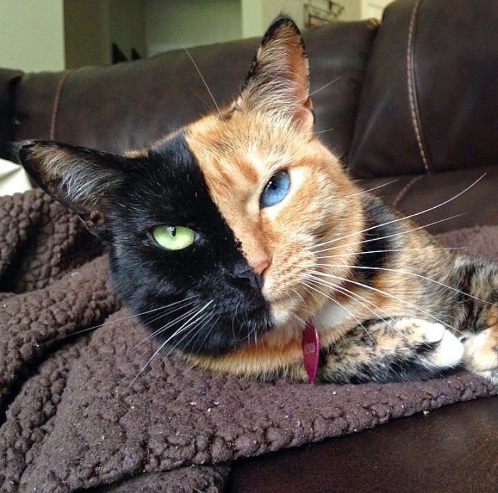 www.mieranadhirah.com: Venus the two faced cat