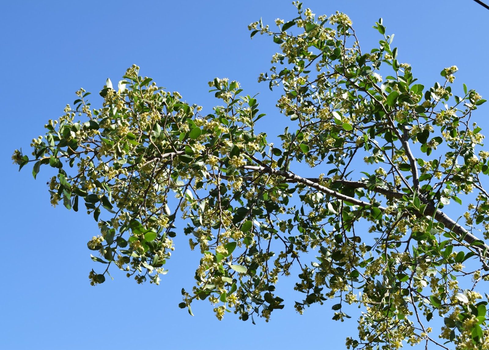 Fernando Ruz: Plantas nativas de Chile: Quillay, küllay, Quillaja saponaria
