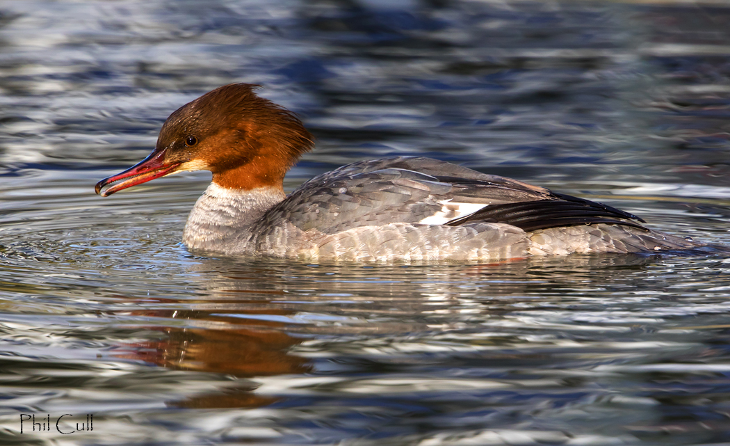 Phil Cull Wildlife Photography: March 2018 Now a female Goosander on my ...