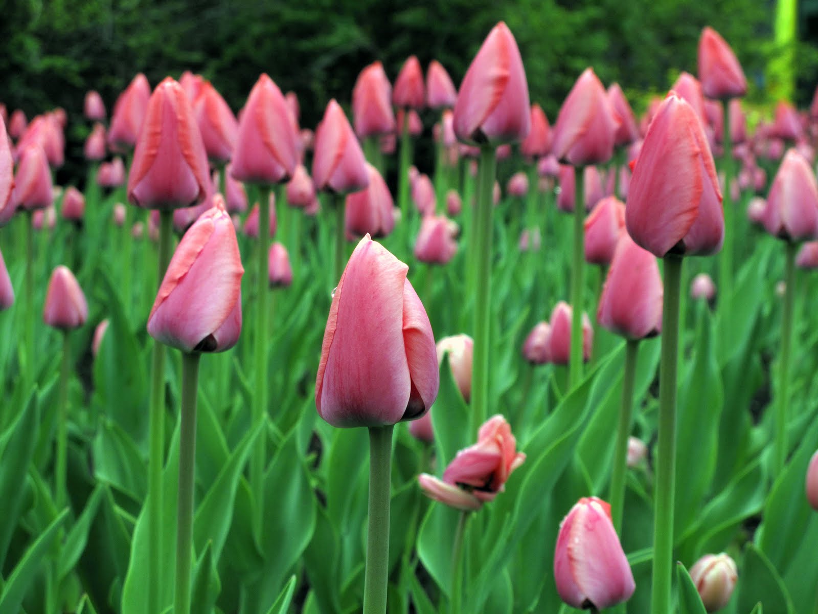 Wynn Anne's Meanderings: May 2011