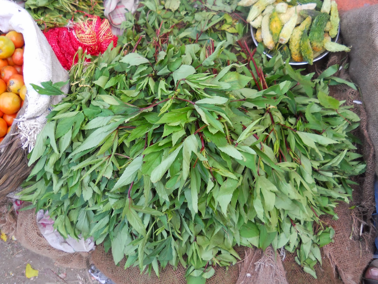 Sorrel Leaves Aadhya Empowering Women sorrel-leaves-aadhya-empowering-women