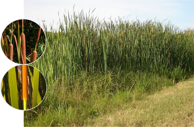La Totora y sus usos