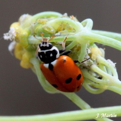 Invertebrados de Ateca.: septiembre 2012