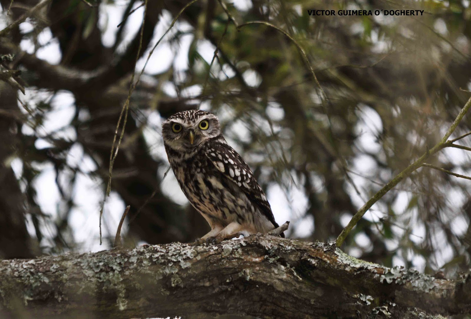 Mis imágenes de aves: MOCHUELO EUROPEO