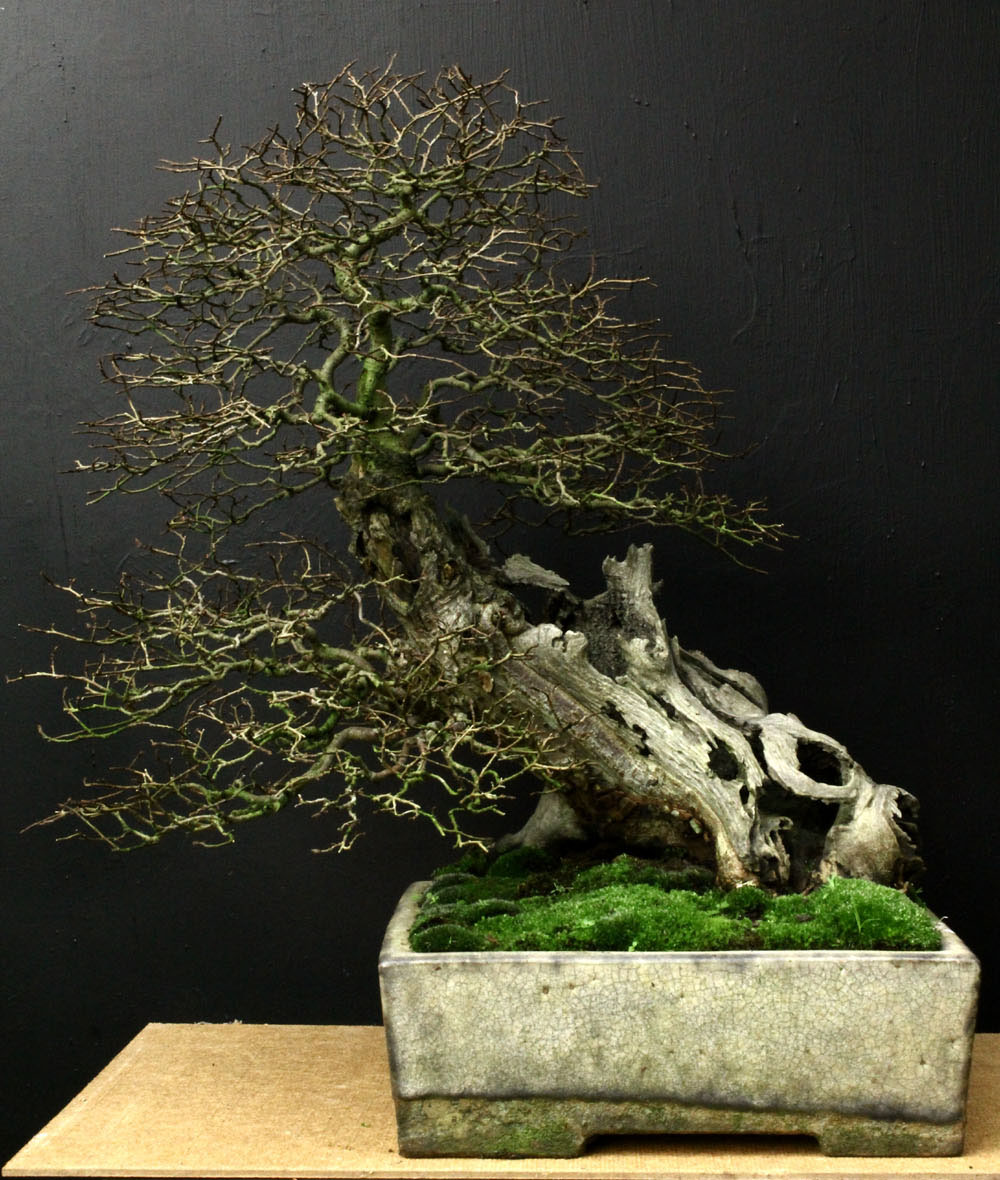 Roadside elm.. | Bonsai Nut