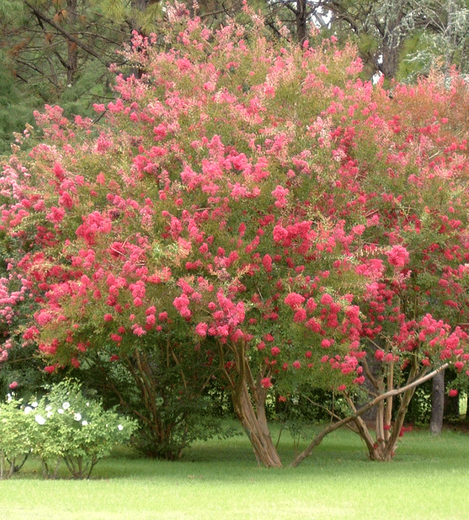 En el jardin: Lagerstroemia indica, la alegría del verano...