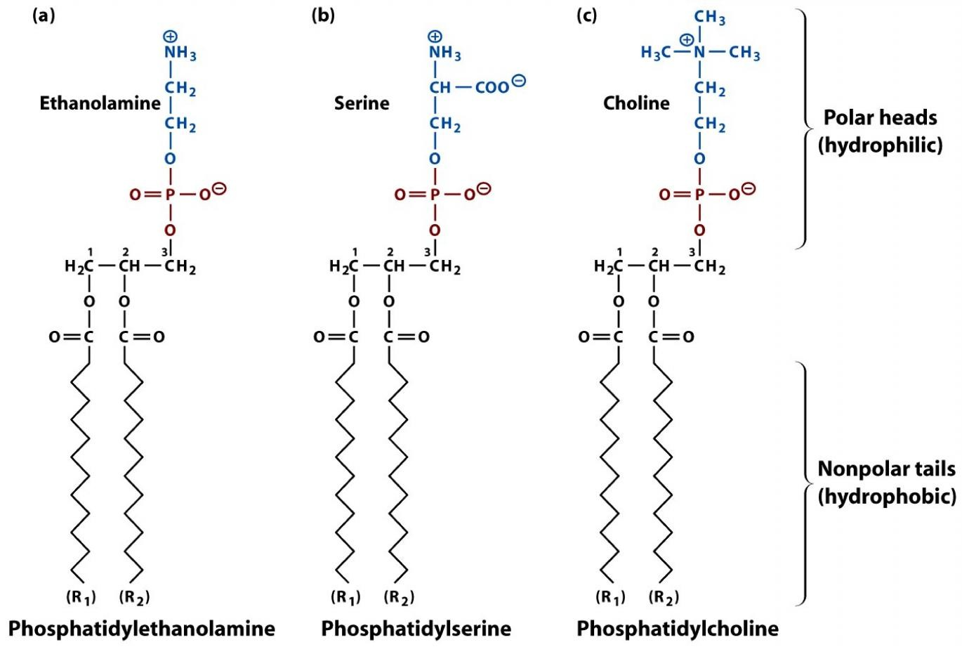 BIOQUIMICA: LIPIDOS