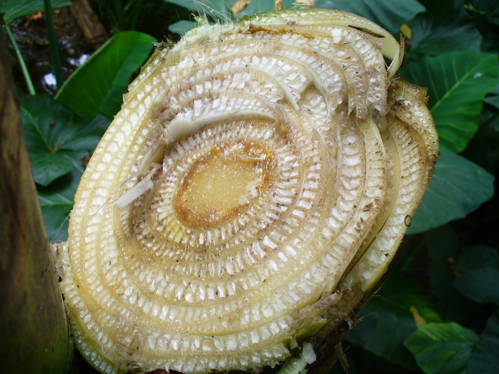 WOW...!! LUAR BIASA 20 PENYAKIT INI BISA DI HANCURKAN DENGAN AIR HATI ...