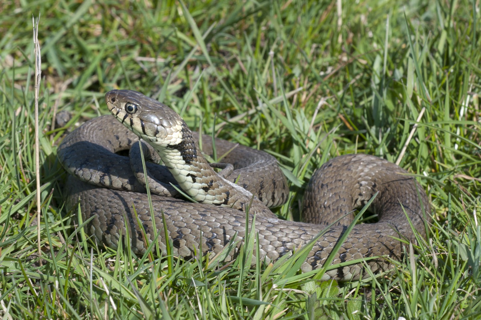 Yorkshire Field Herping and Wildlife Photography: First Grass Snake of ...