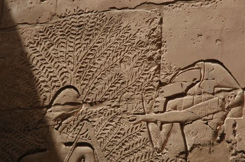 amudu: The Ished tree of ancient Egypt is a fantastic mystery.