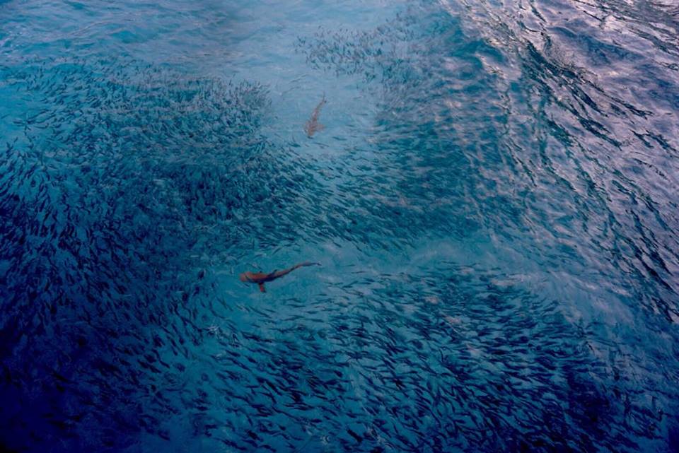 Ivy Yee Yee : 【马来西亚 浪中岛 · Lang Tengah Island】 跳岛自助游 Island Hoping『热浪 · ...