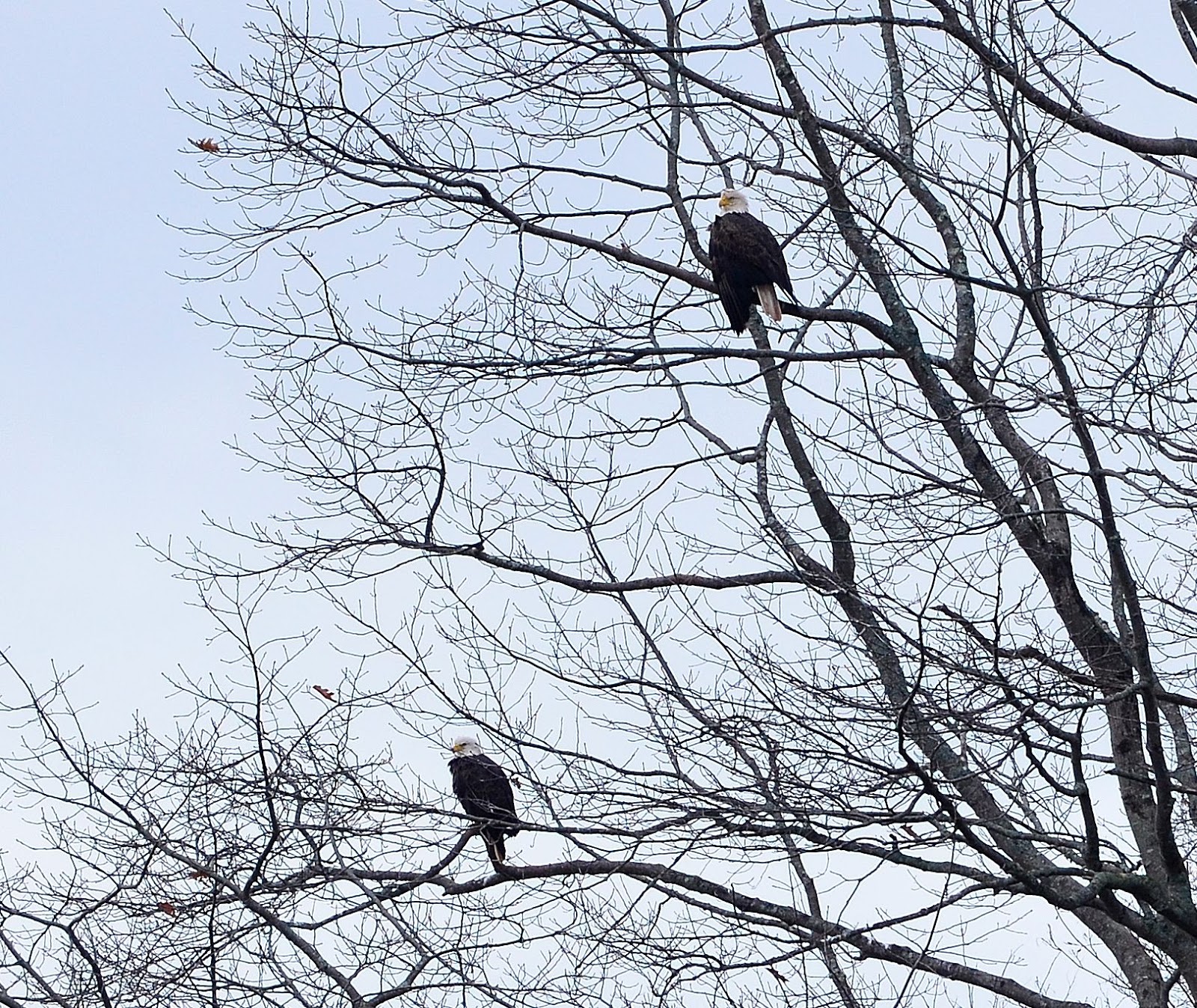 Nature Moncton Information Line: Dec 6 2017