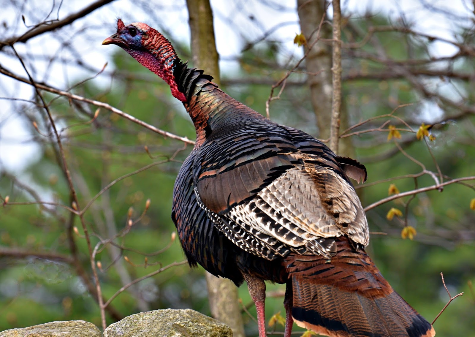 Turkey Den Photos at Veronica Green blog