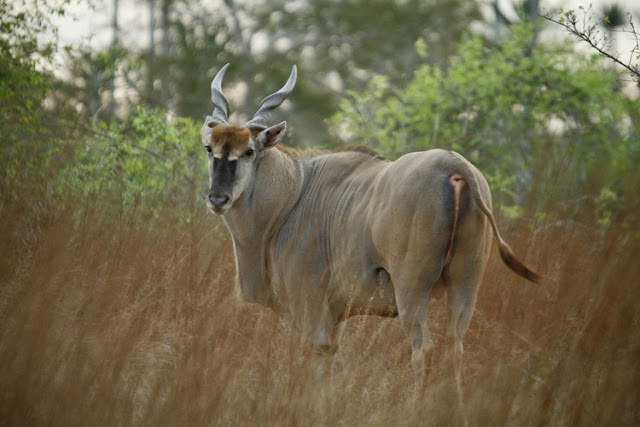 Leandro Freitas - Fotógrafo: Um encontro com as Gungas da Kissama