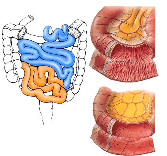 MBBS Medicine (Humanity First): Alimentary system