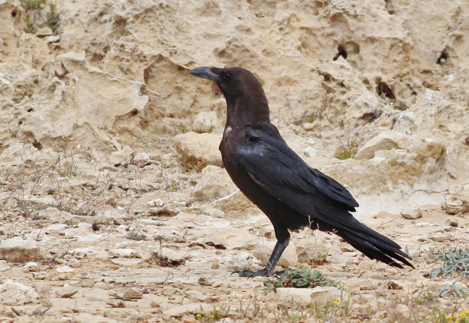Biodiversity of Cyprus by NGO Protection of the Natural Heritage and ...
