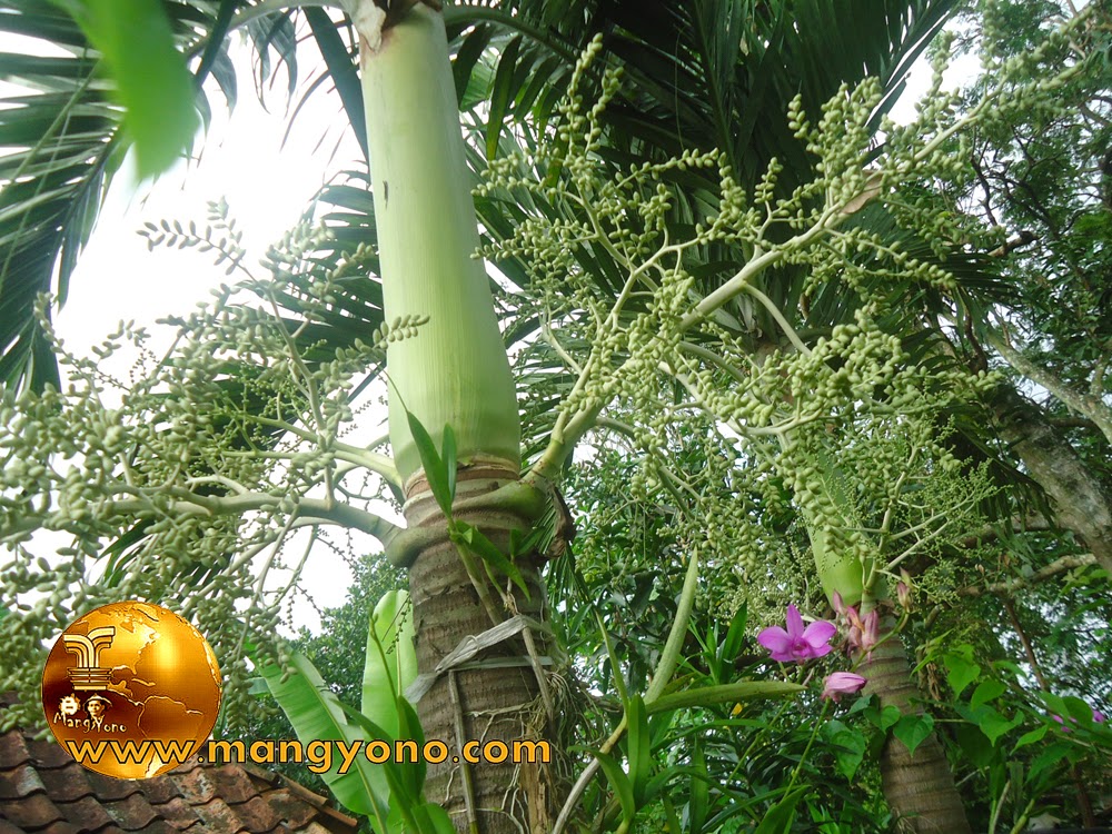 Pohon palem yang sering di jadikan tanaman hias