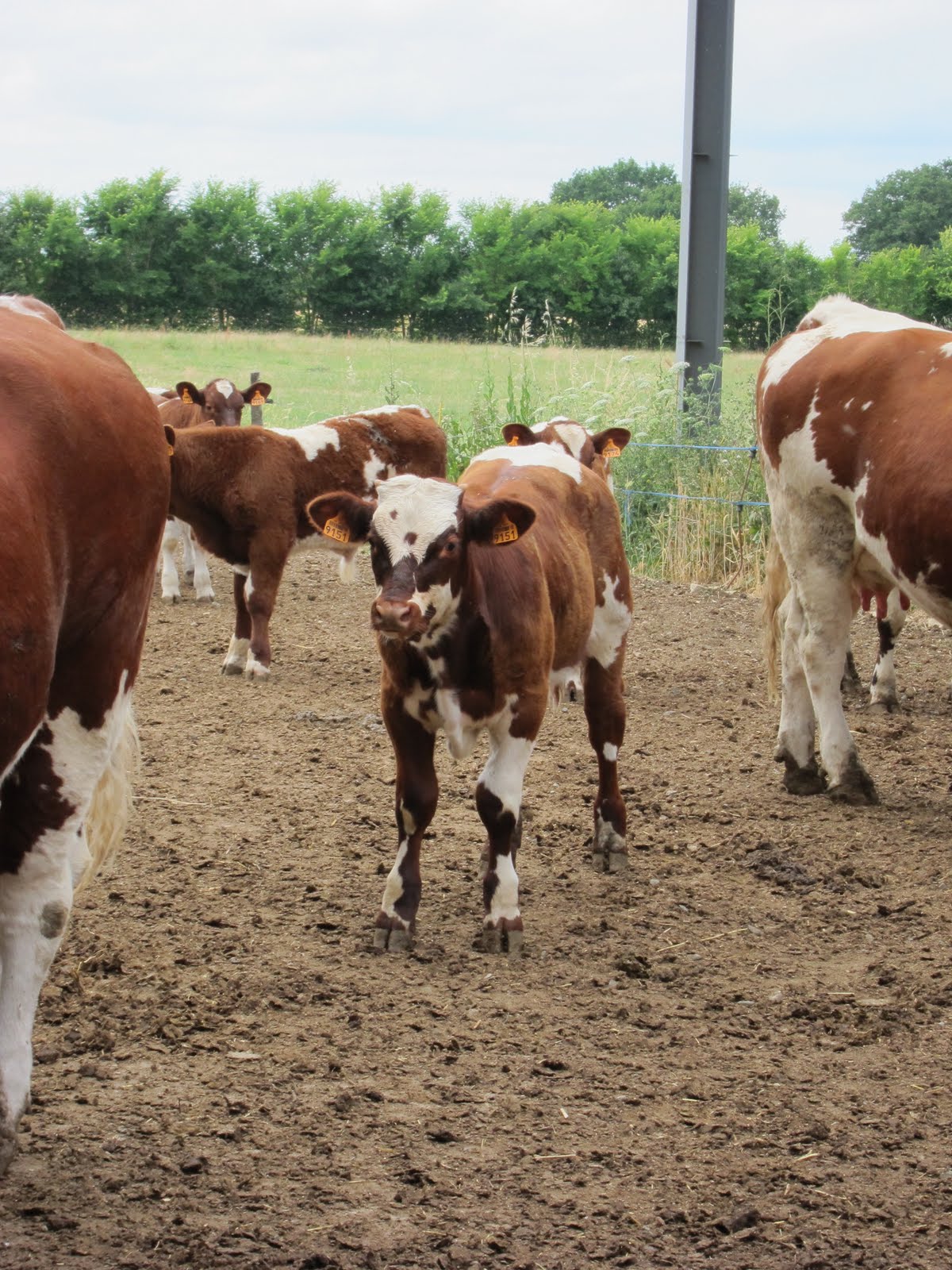An Aggie Abroad: Maine Anjou Cattle Farm