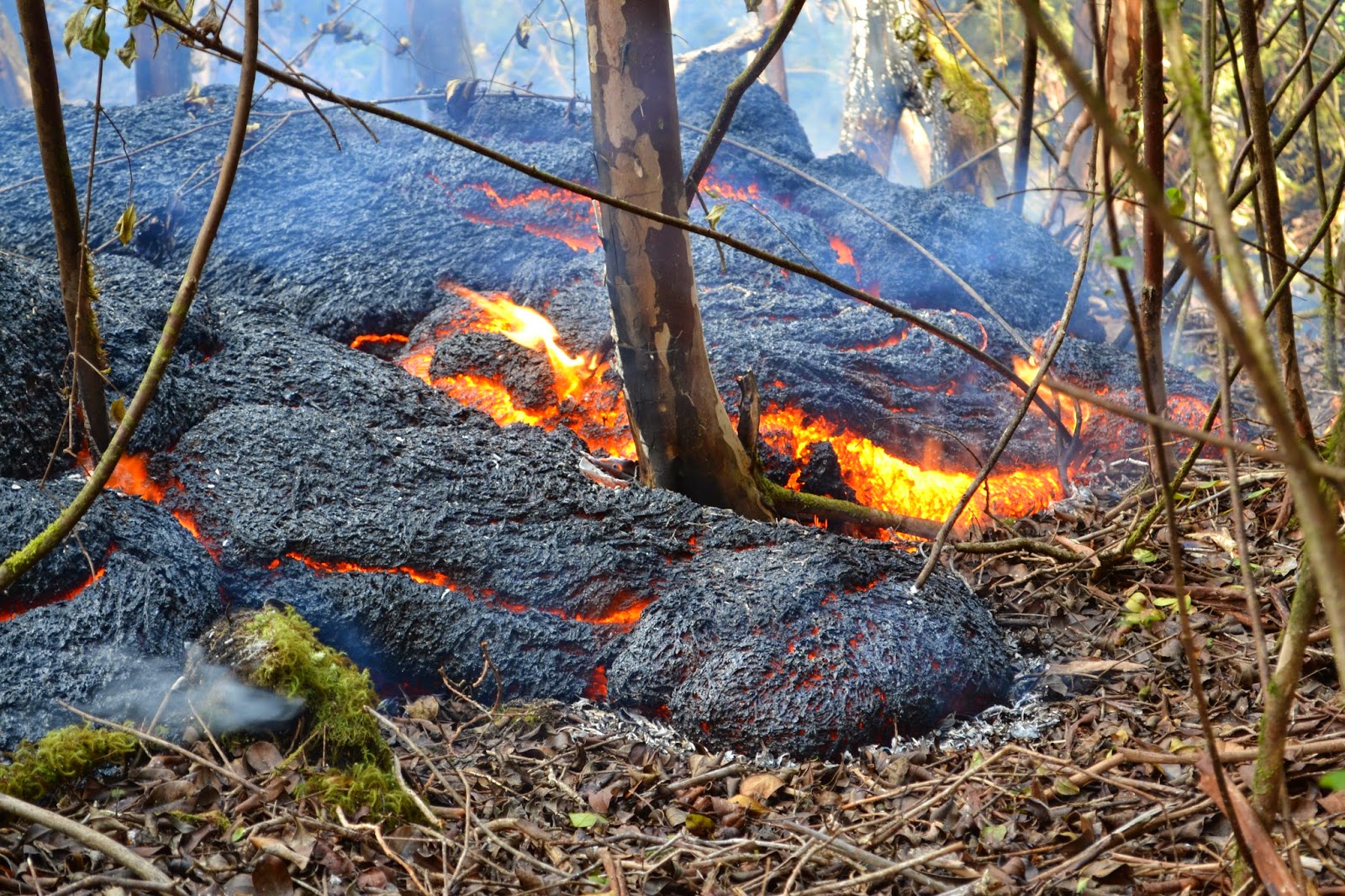 Family Travel Blog : Hawaii Daily Photo: How to fell a tree with lava