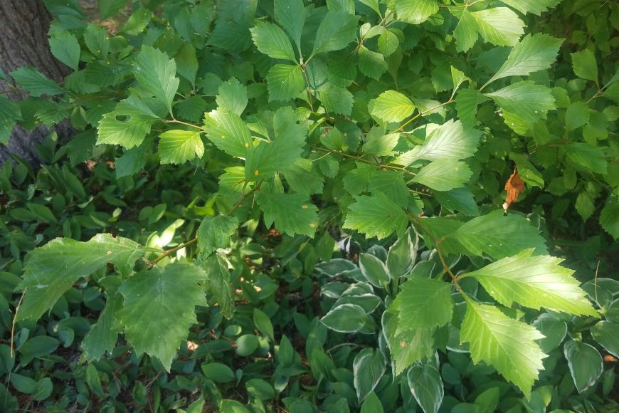 Future Plants by Randy Stewart: Hawthorns