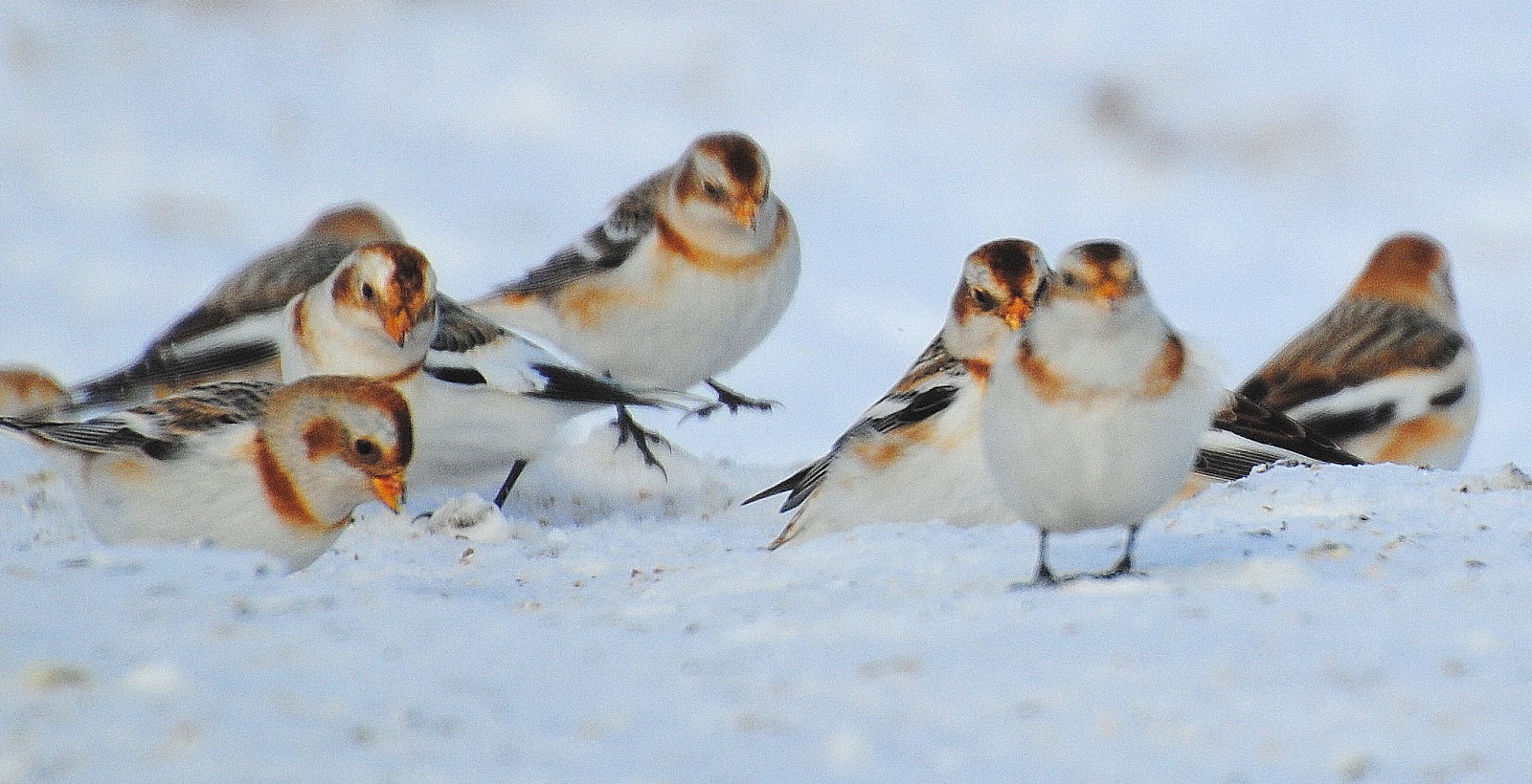 BARRY the BIRDER: Snow Buntings arrive at Schomberg