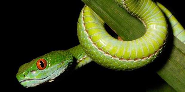 I Loved Yesterday: Dua Spesies Baru Ular Berbisa Yang Baru Ditemukan