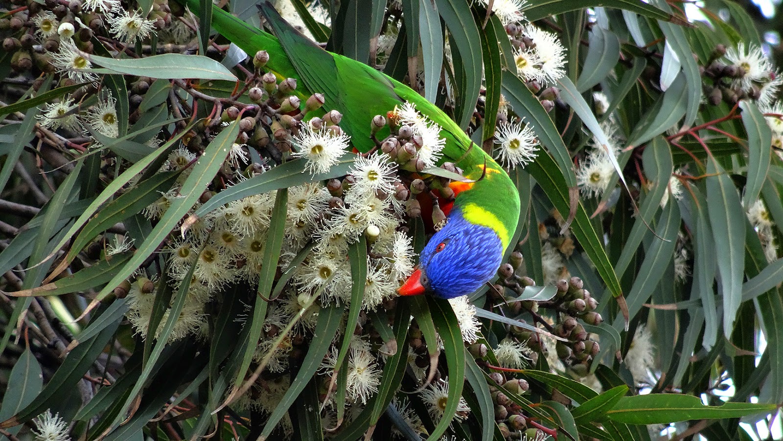 MAP: MELBOURNE STREET TREES 82 - WHITE BOX