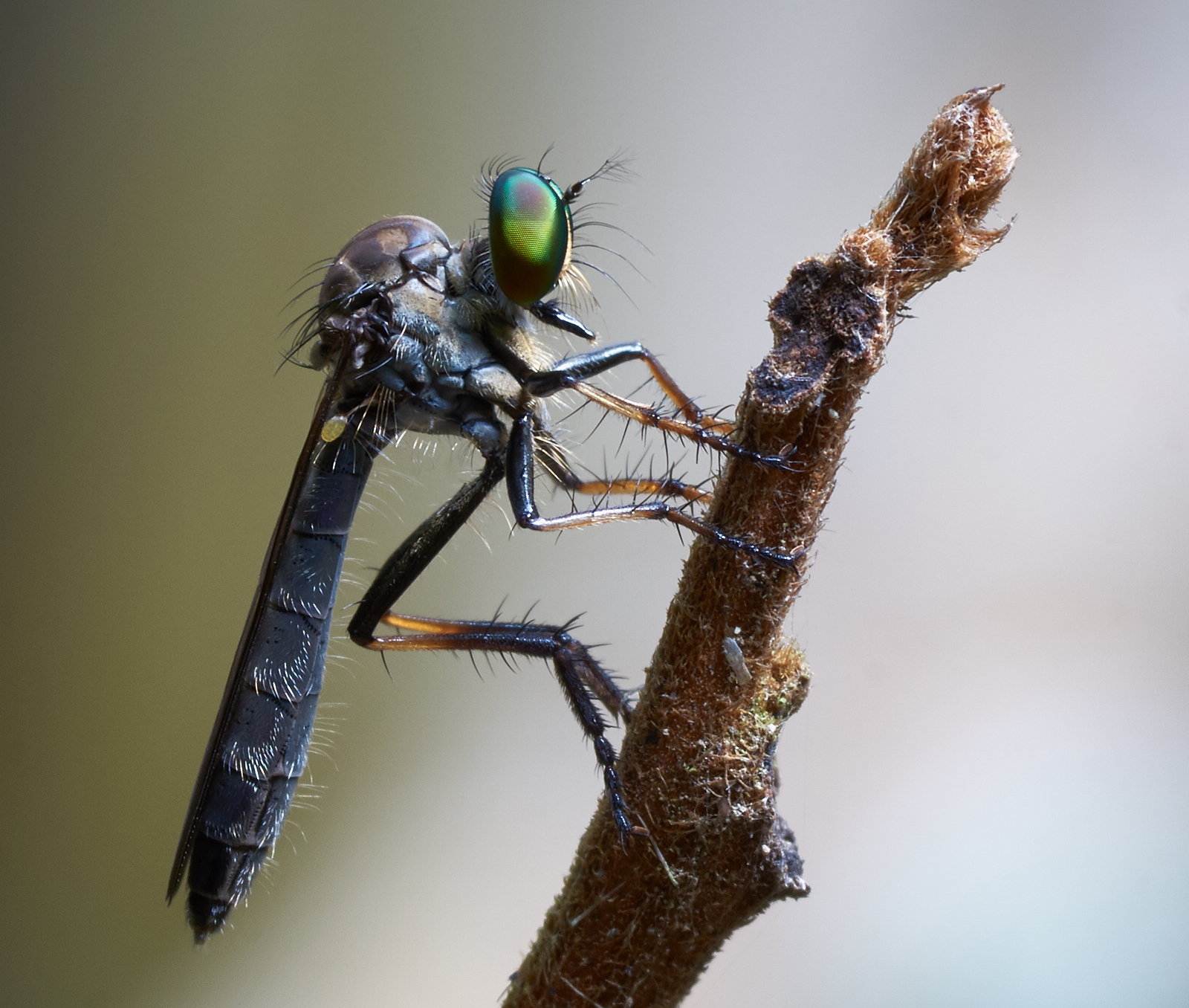 Hope you're not getting bored. Another Robber Fly