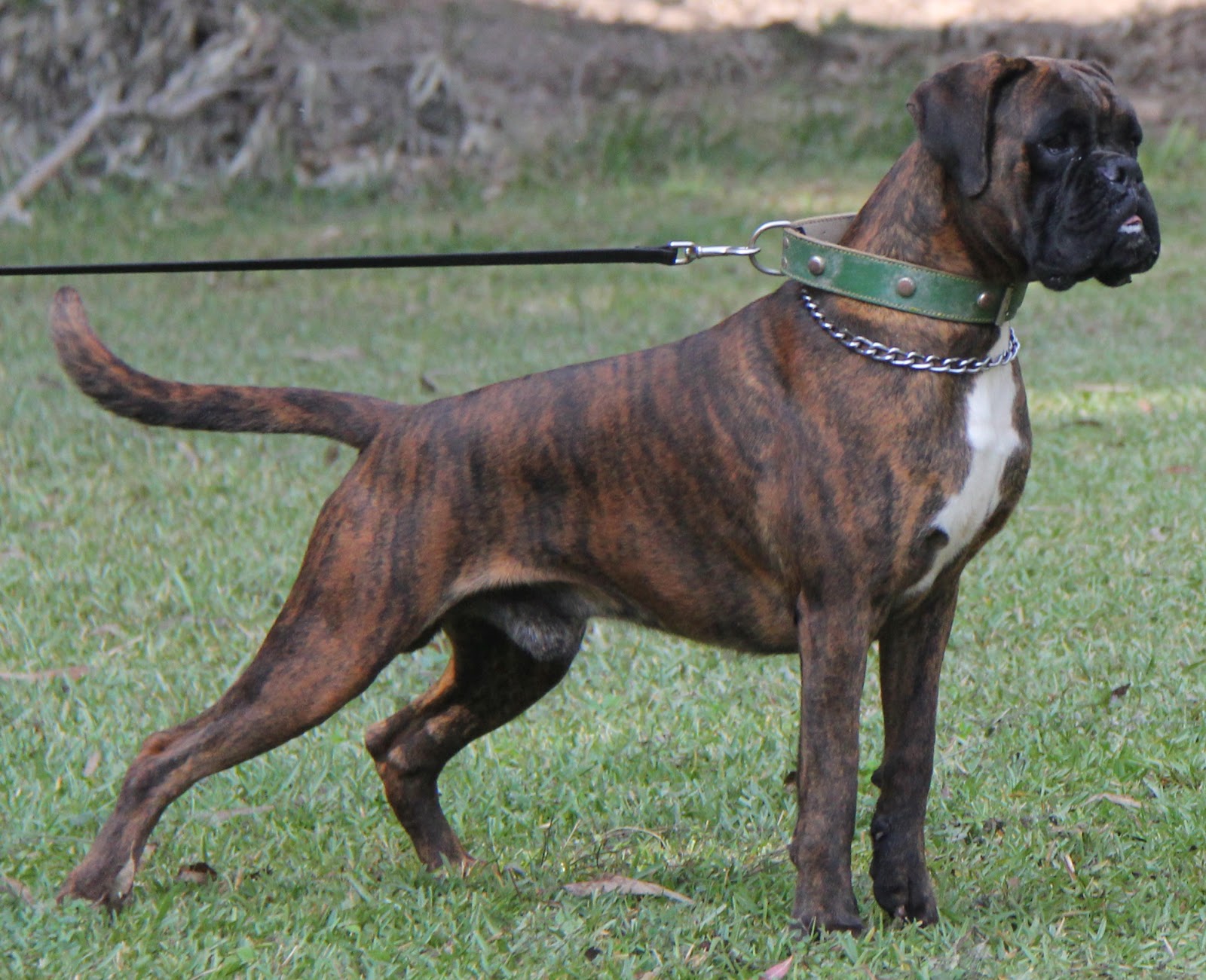 mythos boxers: Machos