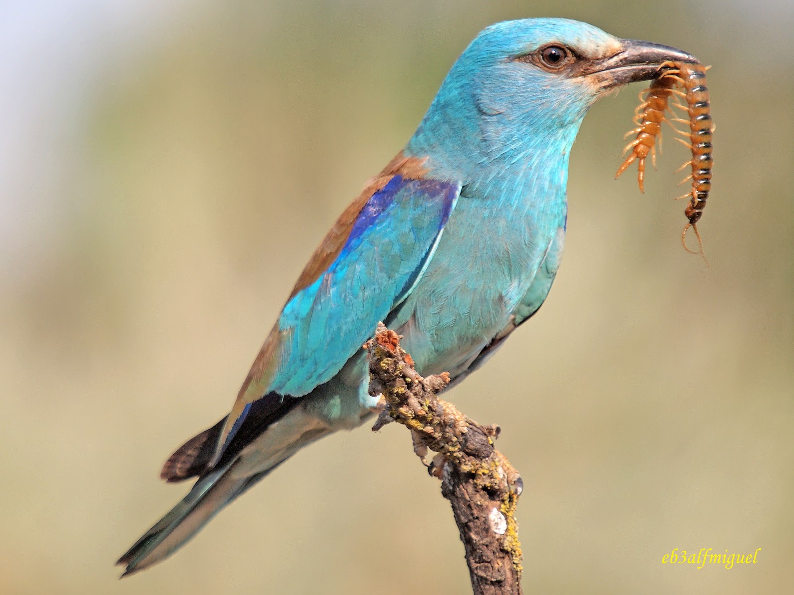 MIS AMIGAS LAS AVES: Carraca europea (Coracias garrulus)